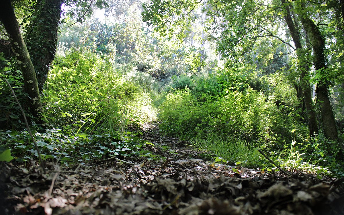 Trip to Azenha Virgin Forest #3 - S.Justa Valongo | Portugal