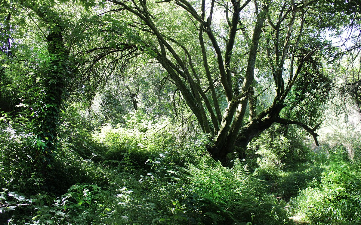 Trip to Azenha Virgin Forest #3 - S.Justa Valongo | Portugal