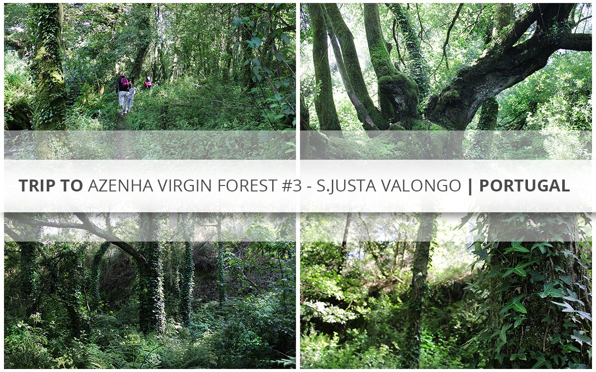 Trip to Azenha Virgin Forest #3 - S.Justa Valongo | Portugal