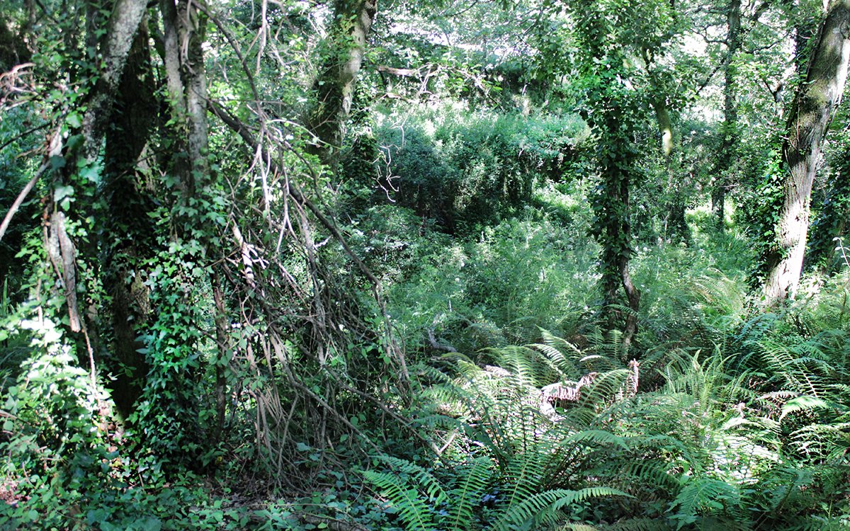 Trip to Azenha Virgin Forest #3 - S.Justa Valongo | Portugal