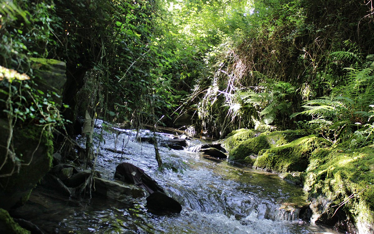 Trip to Azenha Virgin Forest #3 - S.Justa Valongo | Portugal