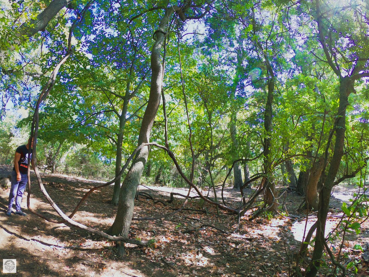 Pădurea Letea (The Drowned Forest Letea) – Gabriela Travels