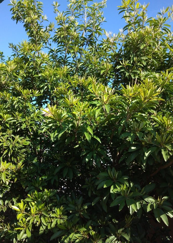 Chico Tree Philippines | atelier-yuwa.ciao.jp