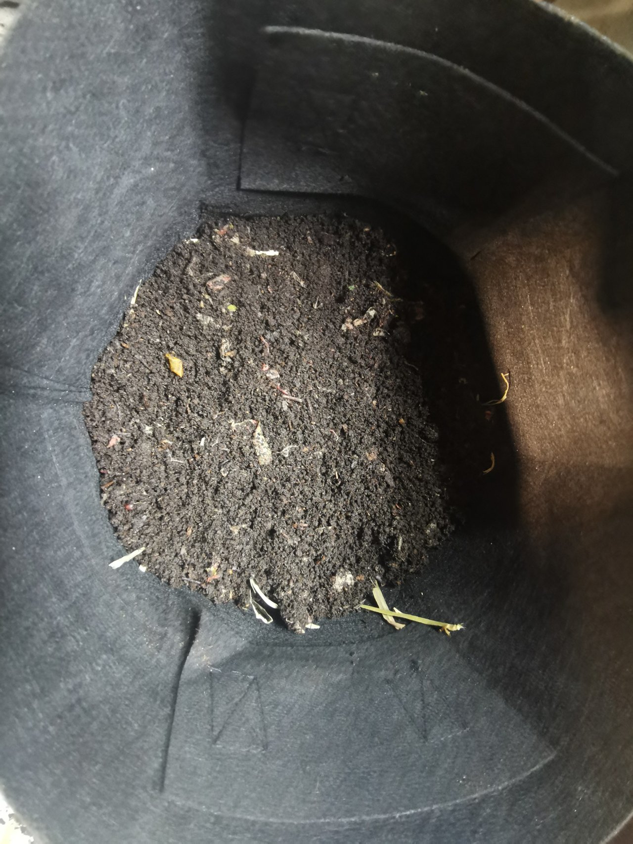 Planting Autoflower Cannabis Plants No-Till Supersoil Mix