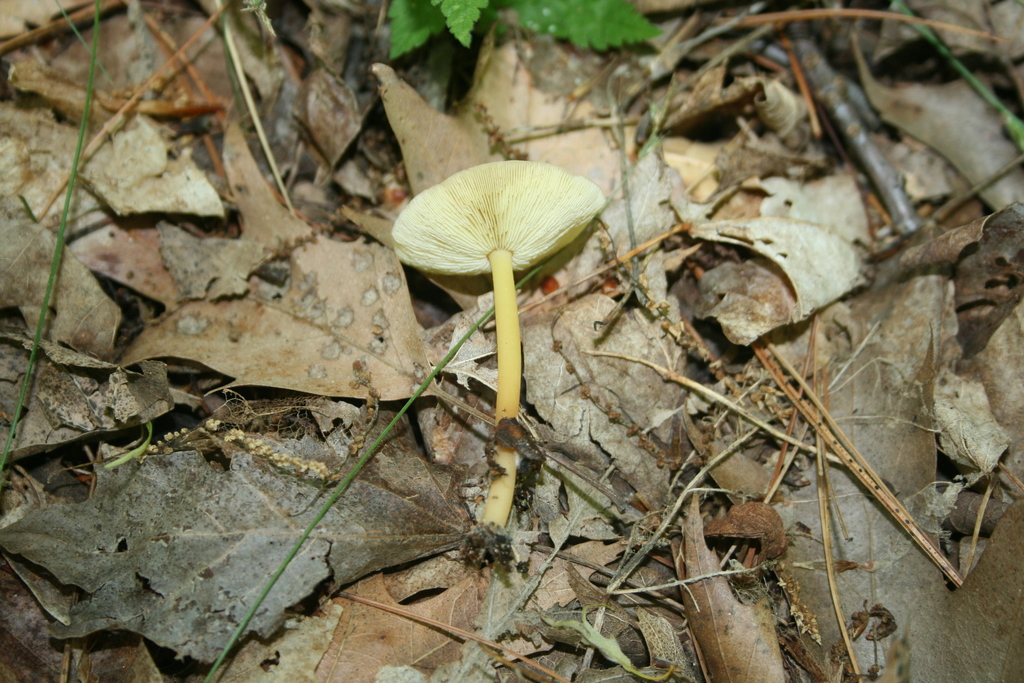 Late Spring Mushrooms of Michigan, USA