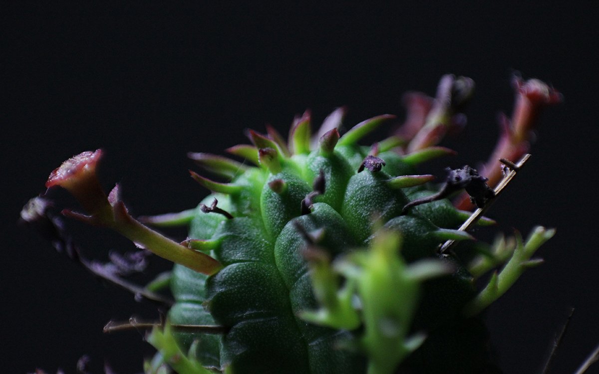 Macro Photography Session | Hostile environment