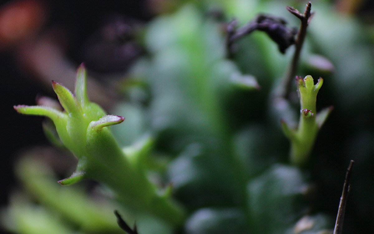 Macro Photography Session | Hostile environment