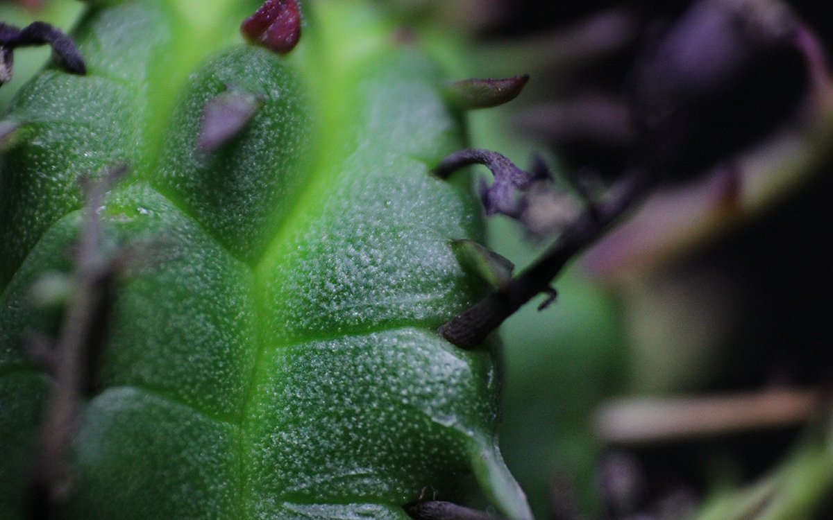 Macro Photography Session | Hostile environment