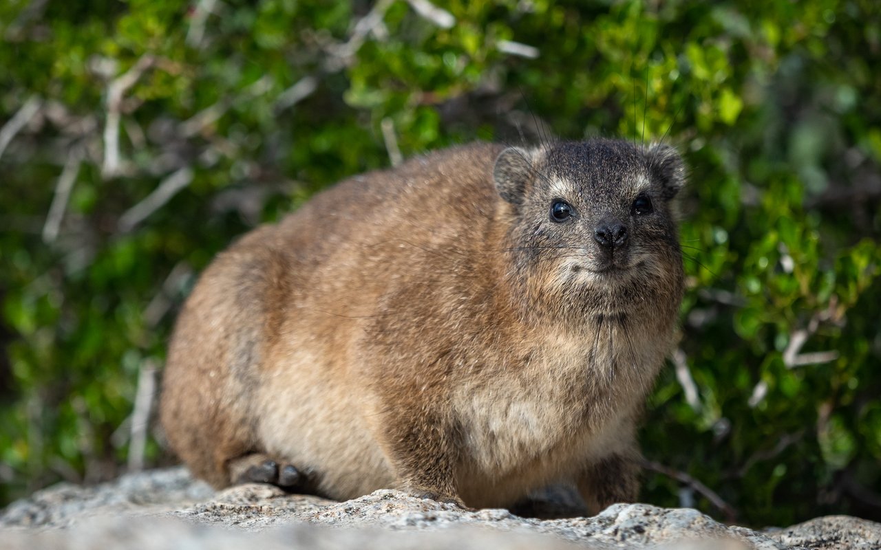 Where Do Hyrax Live Rock