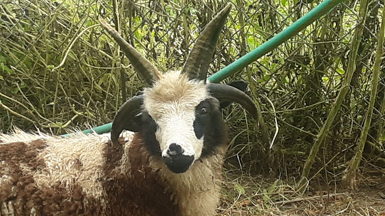 SOME OF OUR FAVORITE 4-HORN JACOB'S SHEEP RAMS FROM THIS YEAR | PeakD