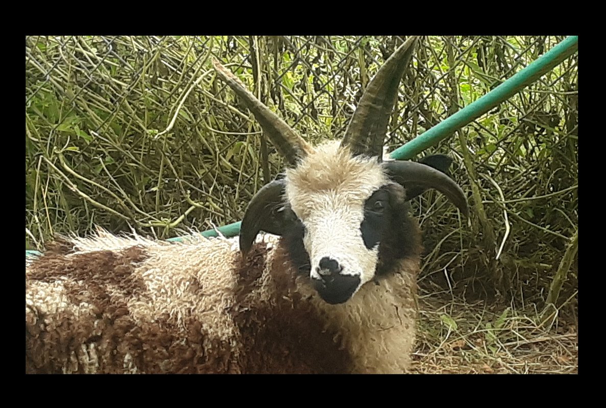 SOME OF OUR FAVORITE 4-HORN JACOB'S SHEEP RAMS FROM THIS YEAR | PeakD