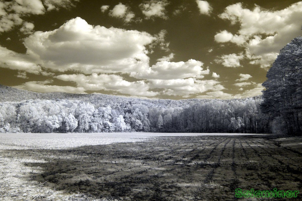 Sunset in the woods - Infrared Photography
