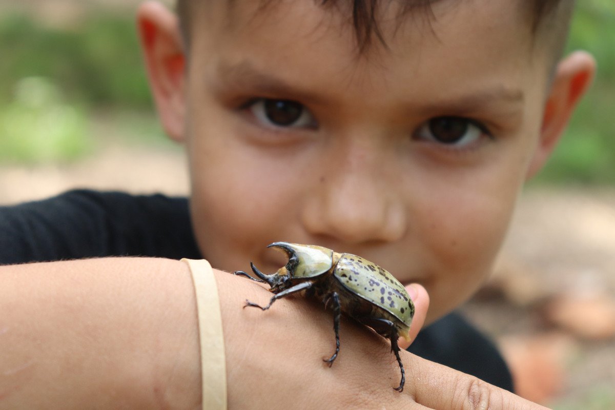 Eastern Hercules Beetle Fly