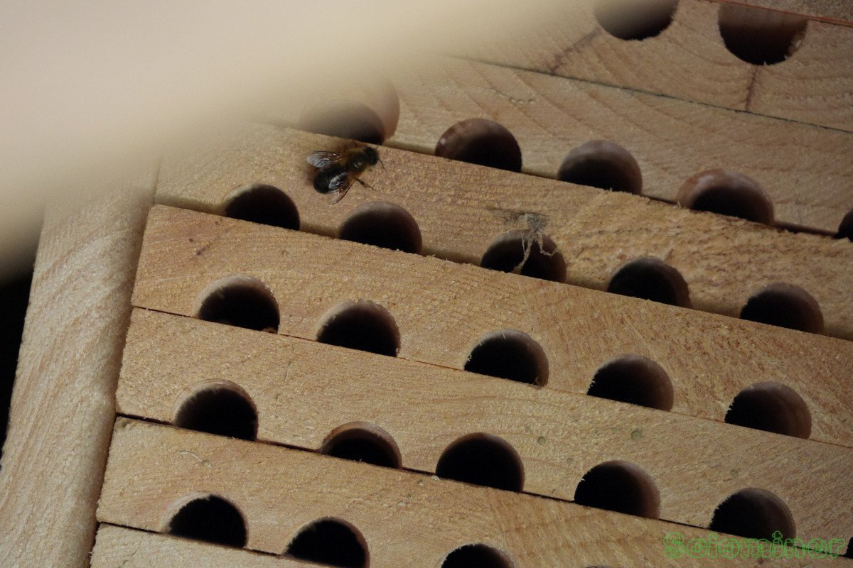 Exploring the bee boards - Macro Photography