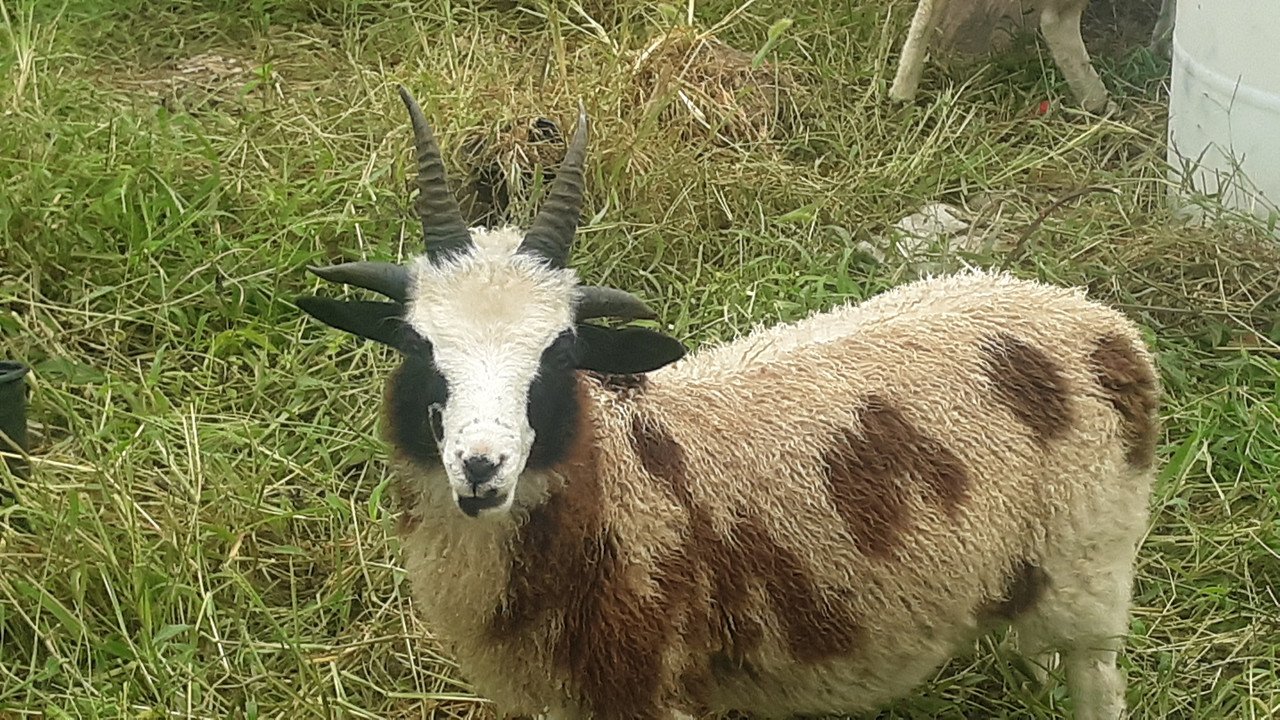 SOME OF OUR FAVORITE 4-HORN JACOB'S SHEEP RAMS FROM THIS YEAR | PeakD
