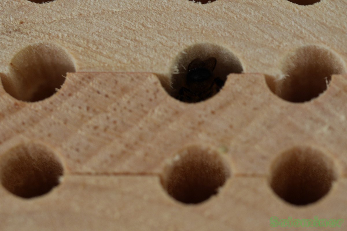 Exploring the bee boards - Macro Photography