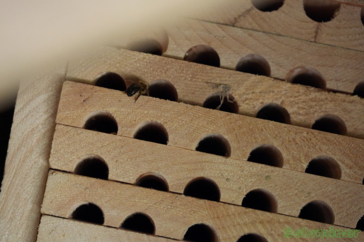 Exploring the bee boards - Macro Photography
