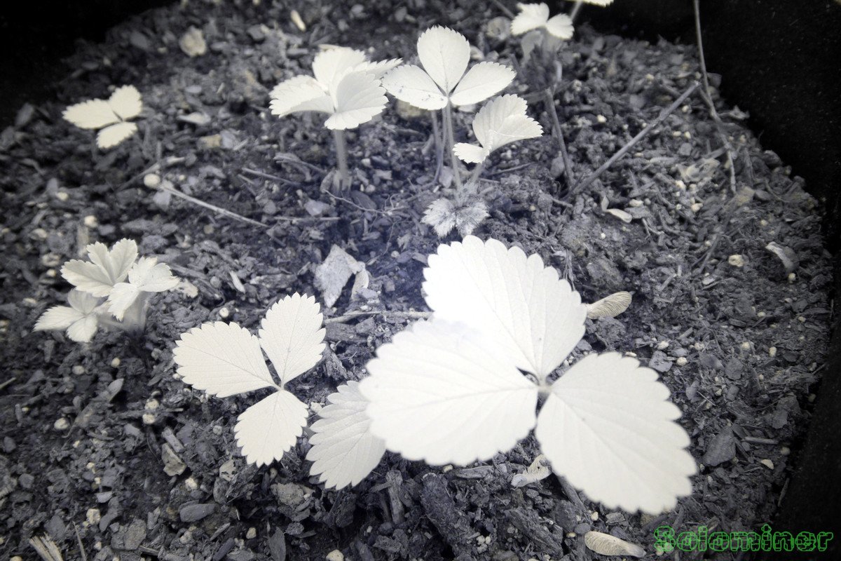 Plants in the garden - Infrared Photography