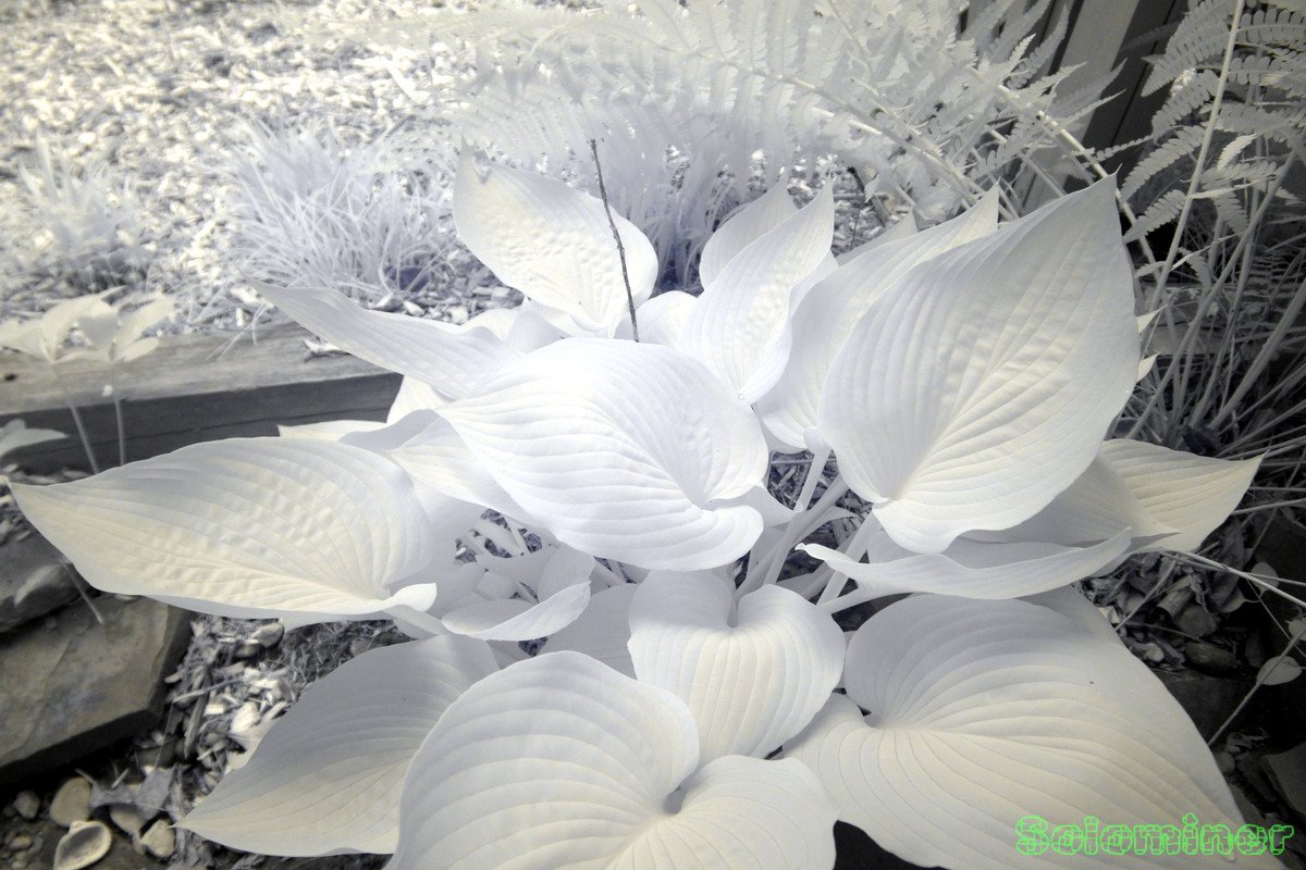 Plants in the garden - Infrared Photography