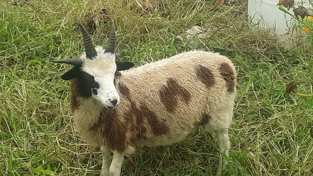 SOME OF OUR FAVORITE 4-HORN JACOB'S SHEEP RAMS FROM THIS YEAR | PeakD