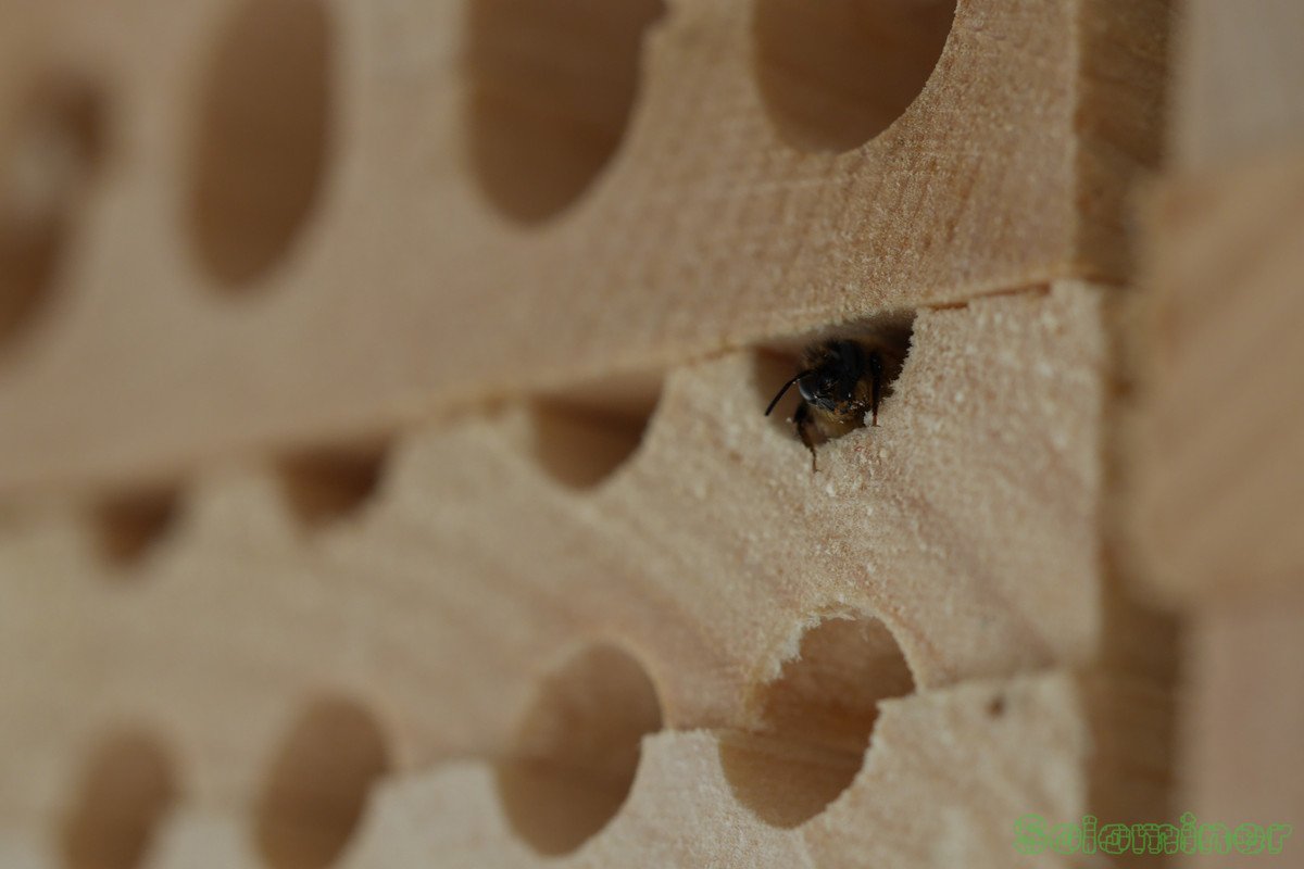 Exploring the bee boards - Macro Photography