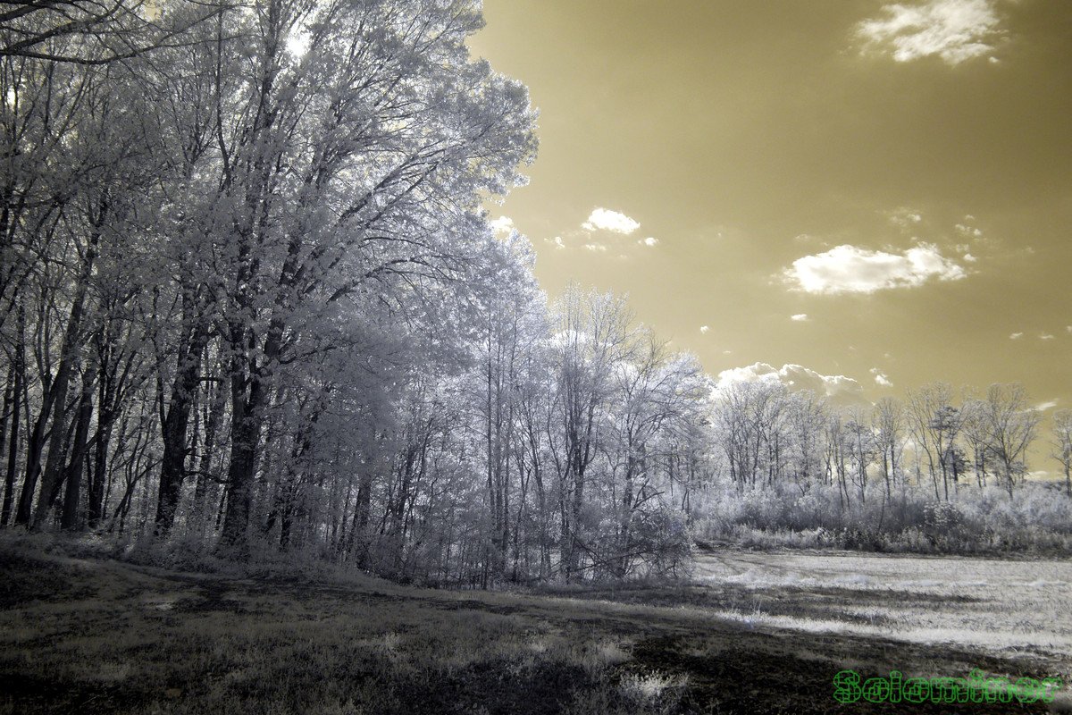 Sunset in the woods - Infrared Photography