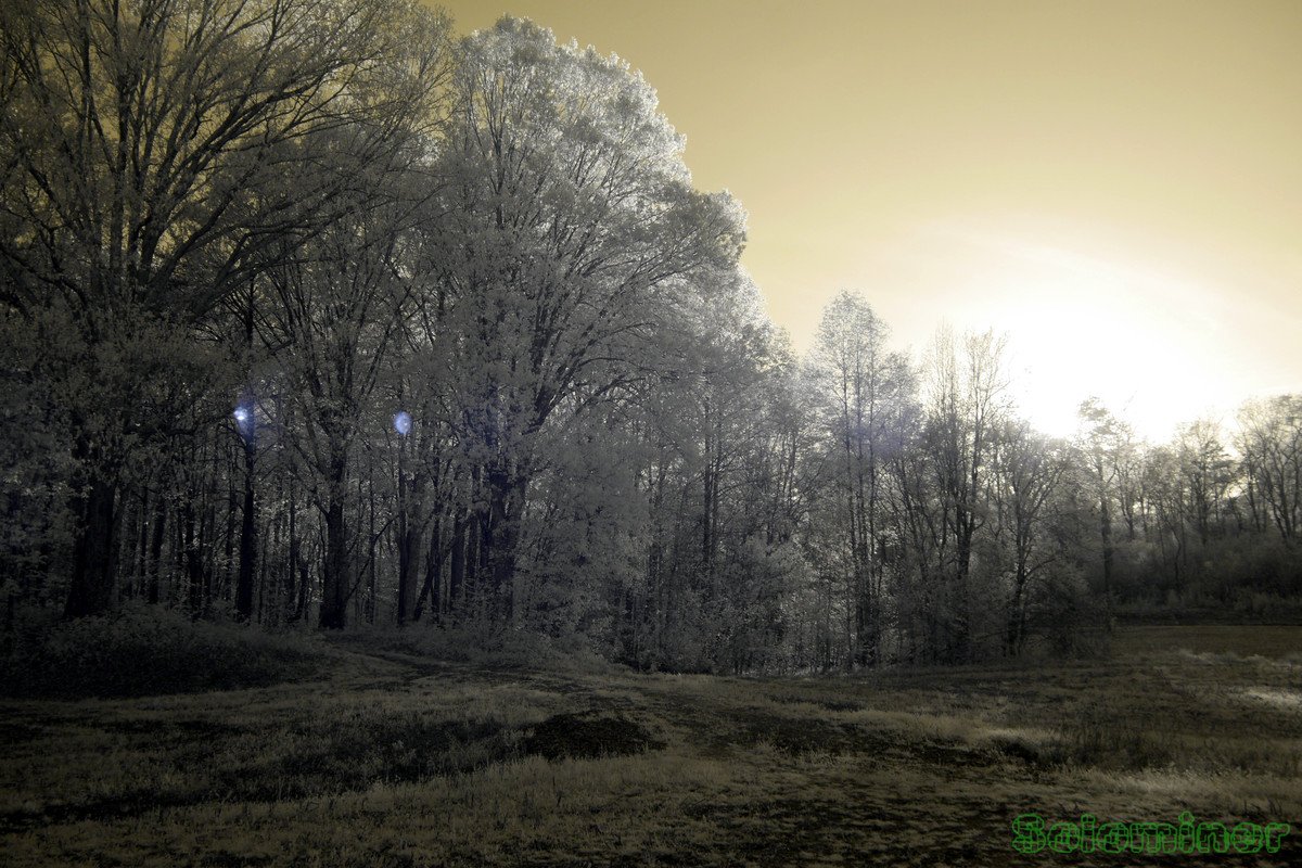 Sunset in the woods - Infrared Photography