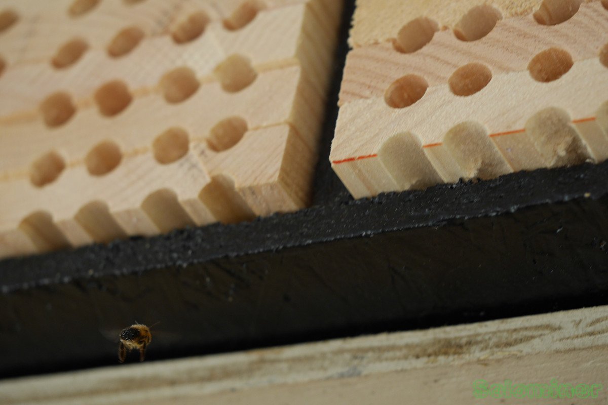 Exploring the bee boards - Macro Photography