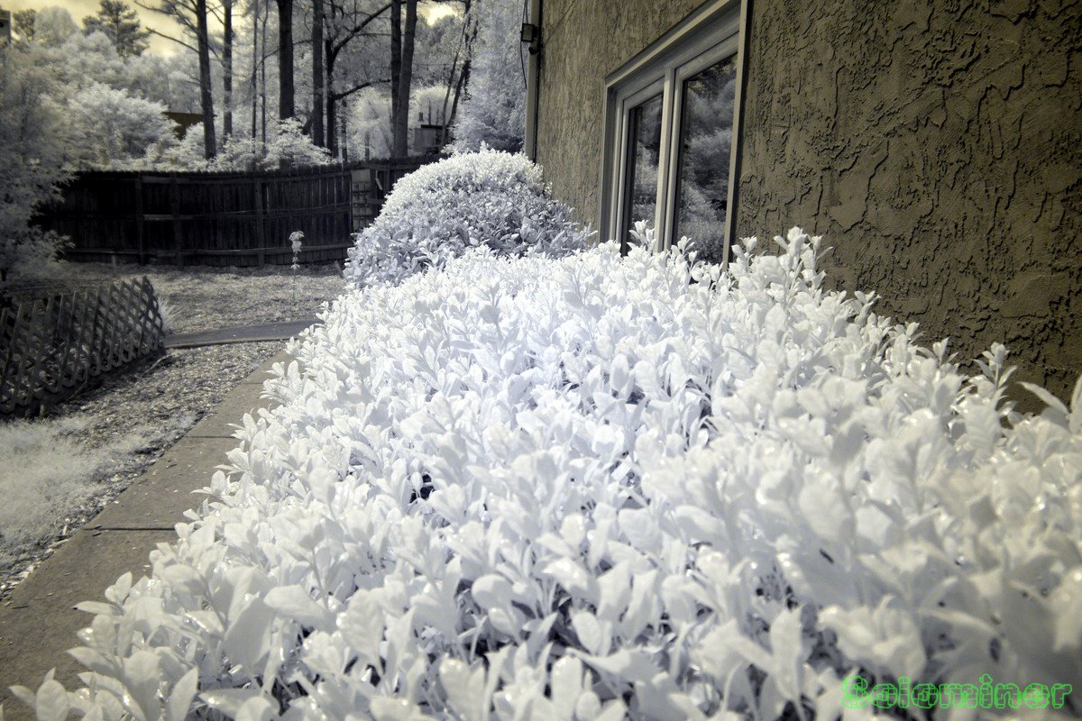 Plants in the garden - Infrared Photography