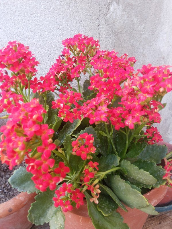 El mágico mundo de las plantas // The magical world of plants