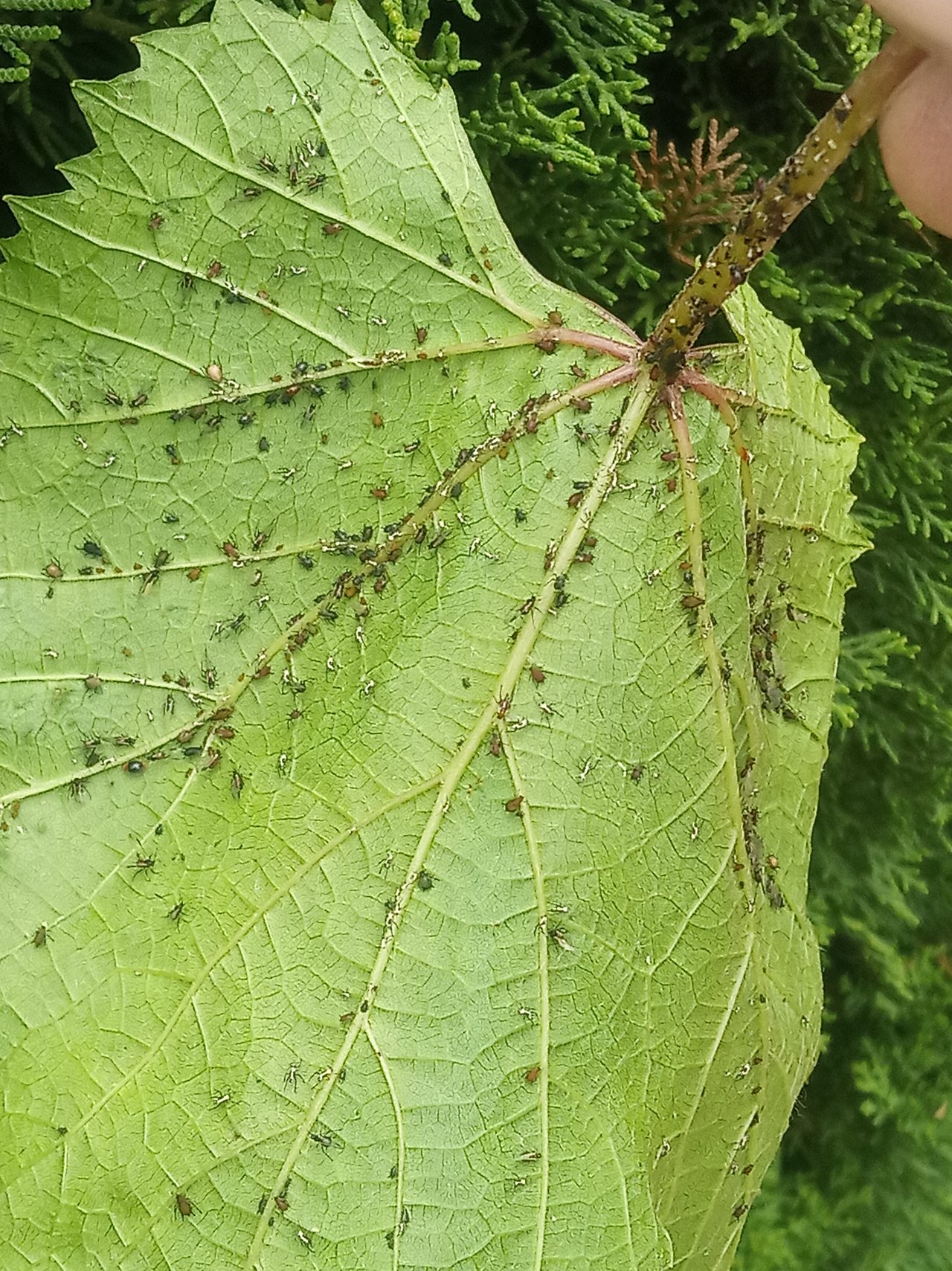 Animales de importancia ecológica en el control biológico de plagas ...