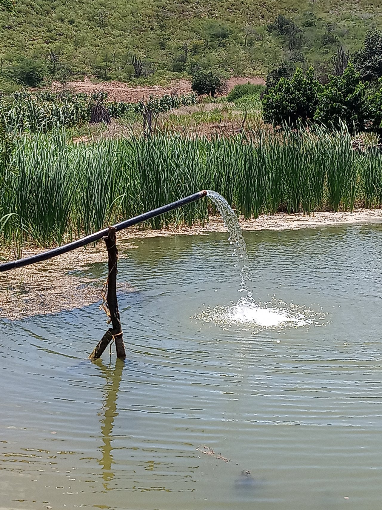 Obtención y uso del agua de las capas freáticas del caserío Peñasco ...