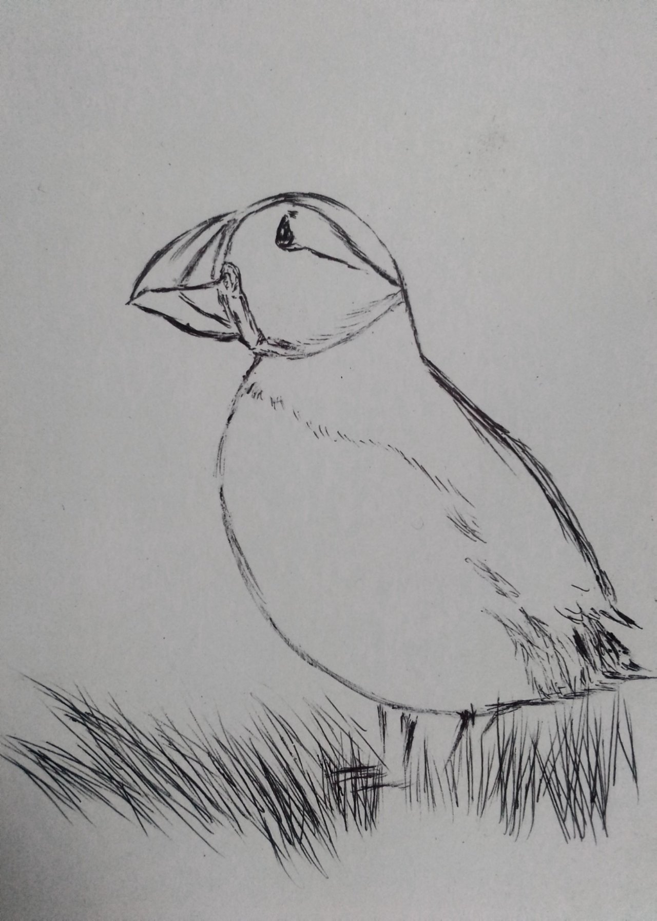 Puffin Outline Drawing