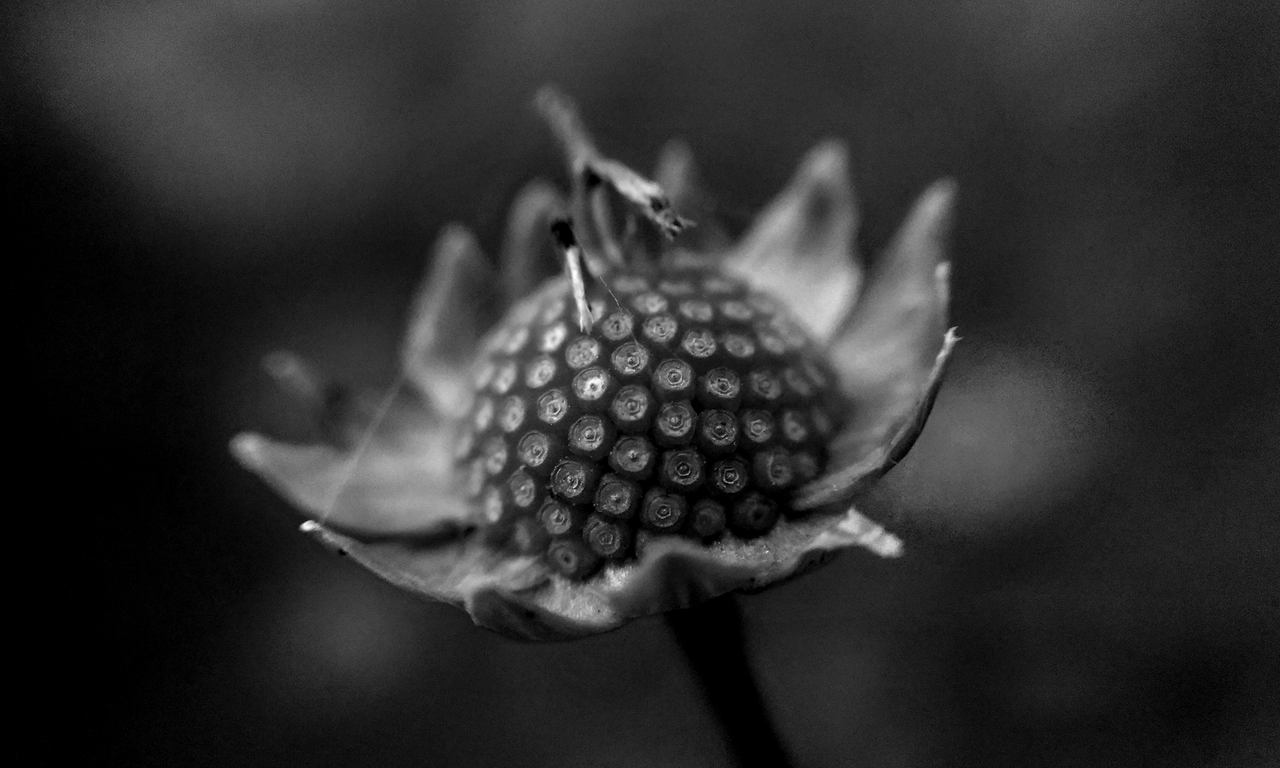 Macro Photography Session - Signs of fading