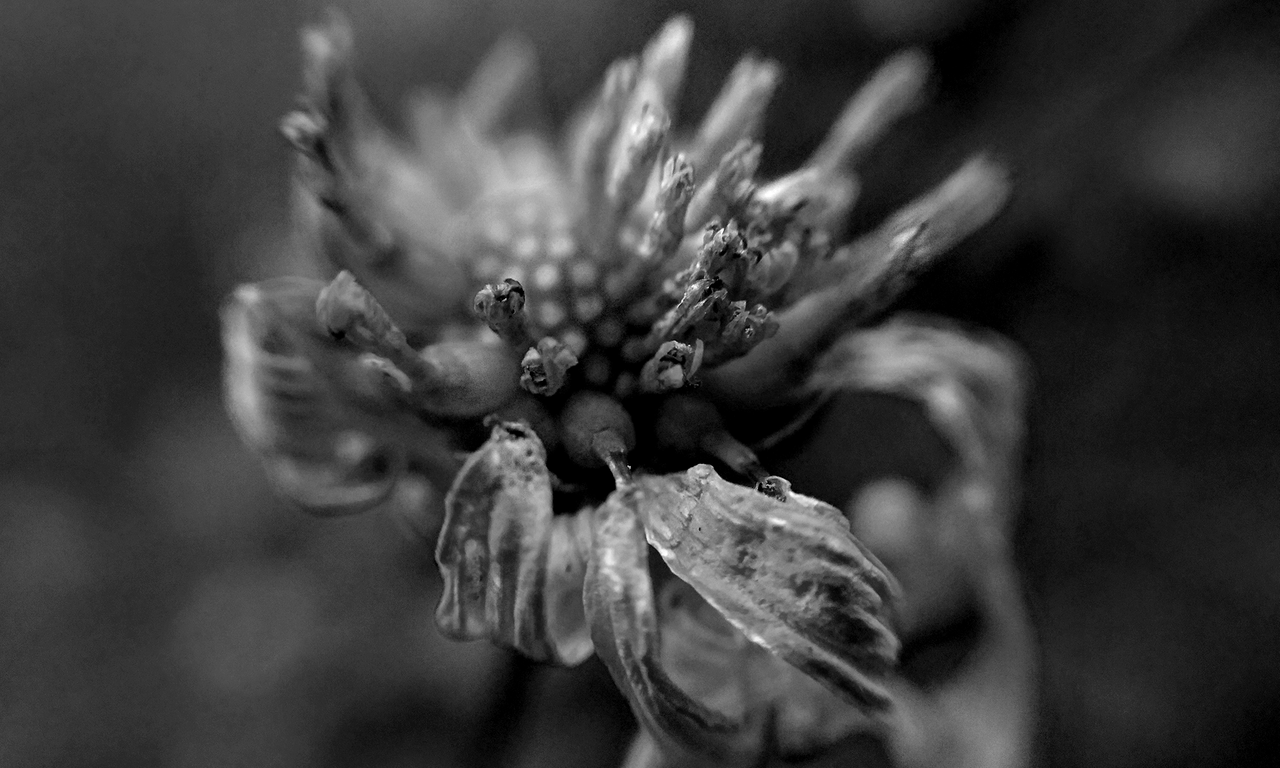 Macro Photography Session - Signs of fading