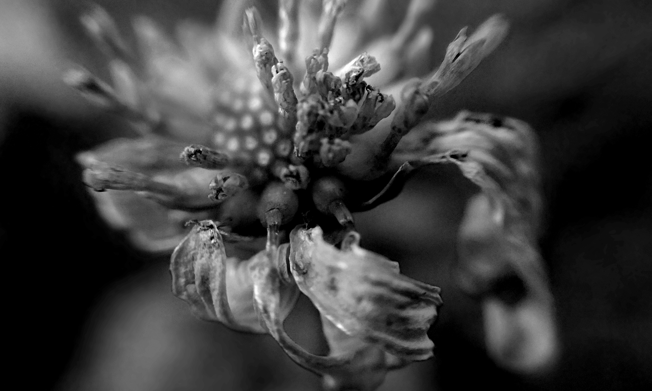 Macro Photography Session - Signs of fading