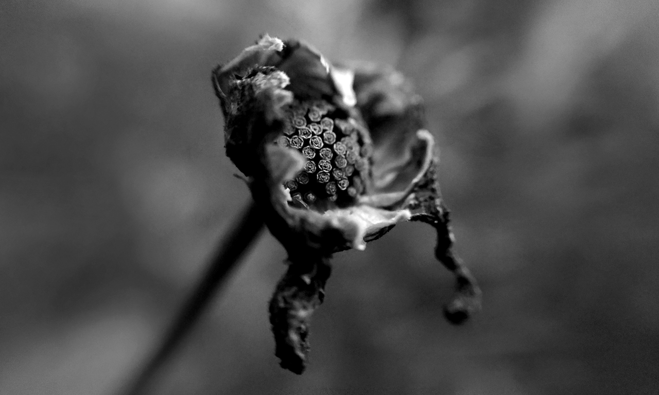 Macro Photography Session - Signs of fading