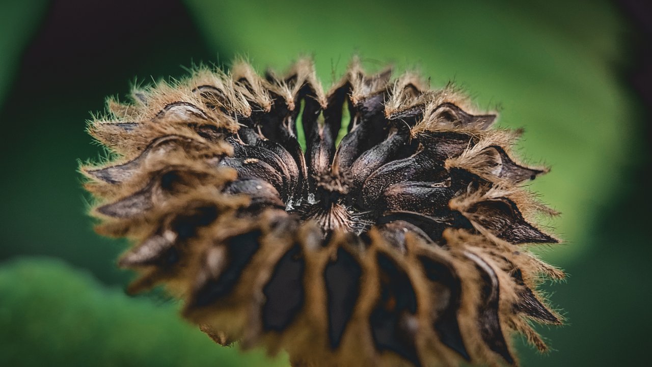 The Best of Discovery-it #1526 — Hive