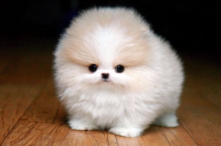 Most Beautiful Dogs Ever