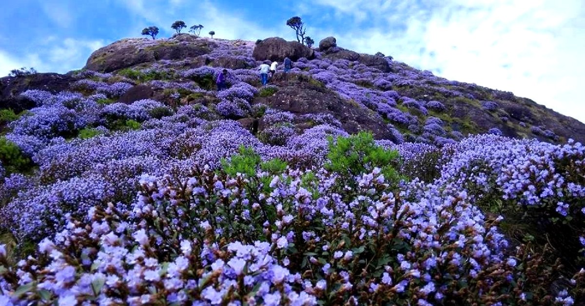 Kurinji Flower Season In Munnar | Best Flower Site