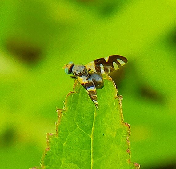 photographing insects with a very small size | PeakD