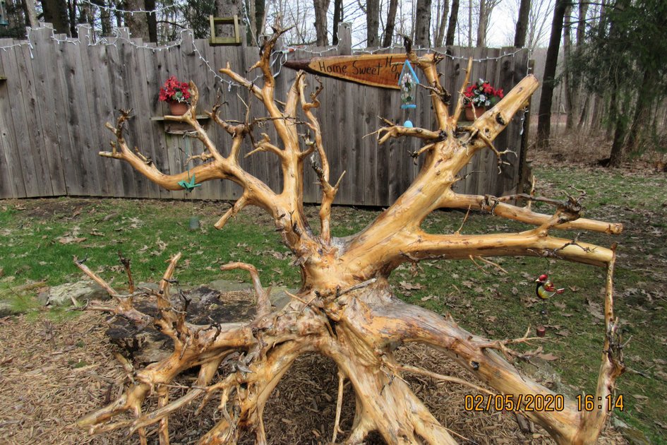 TREE ROOT ART | PeakD