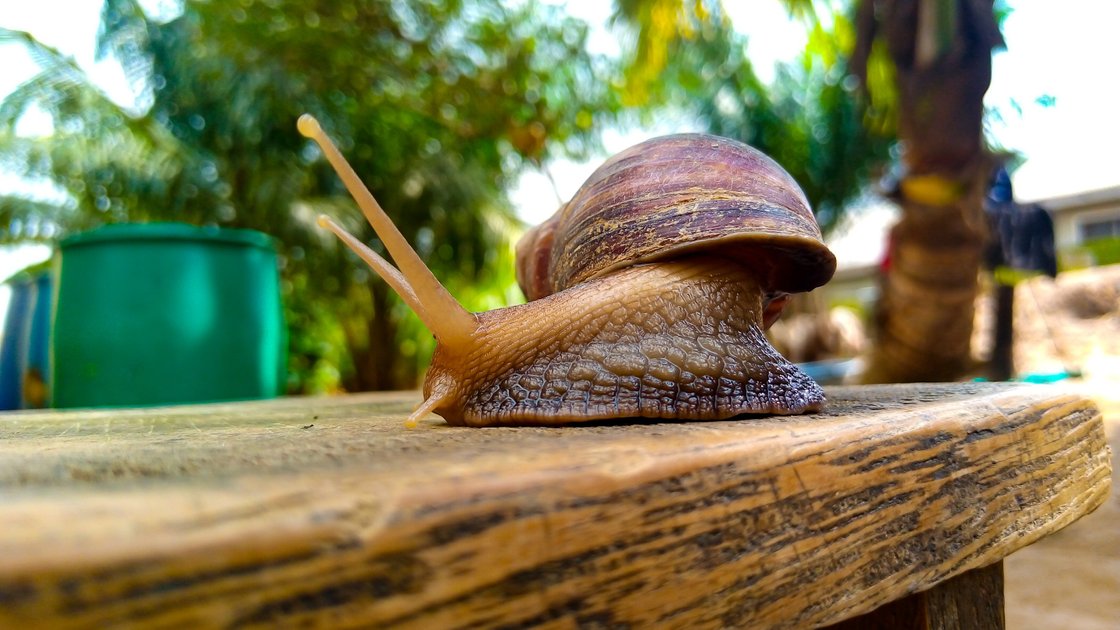 SNAIL FARMING: TIPS AND BITS | PeakD