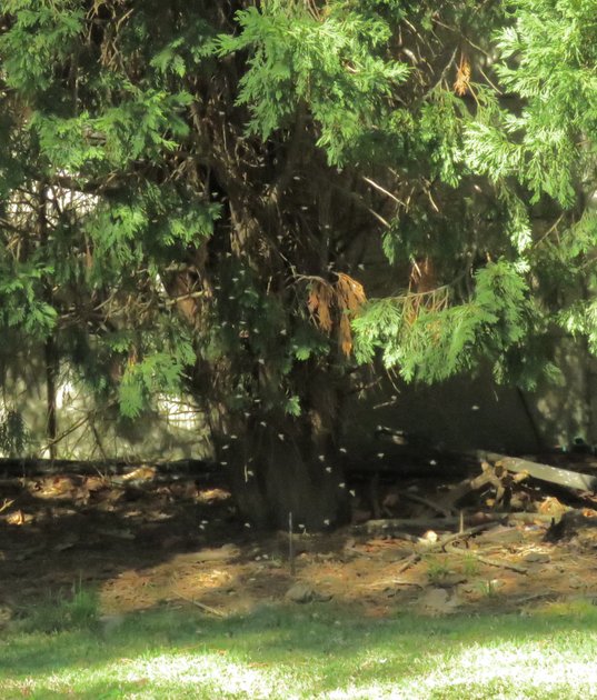 What is a 'miggie'? | PeakD