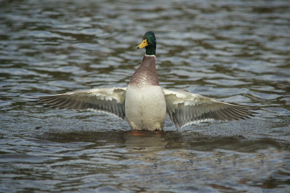 The most unusual facts about ducks. | PeakD