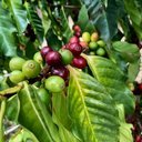 Hive Coffee Community | PeakD