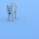 Samoyed | PeakD
