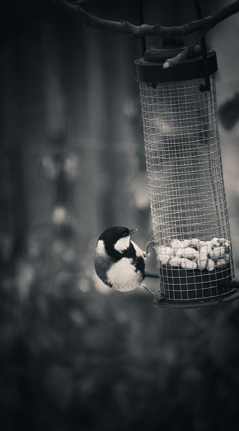 Птах #36 (Bird #36 ) | PeakD