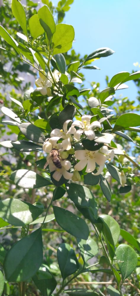 Hermosa Azahar de la India en floración — Hive