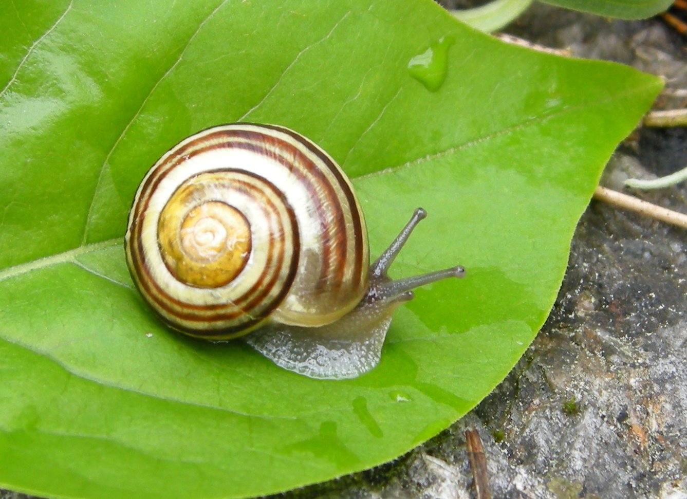 Scientific List Of Edible Land Snail Species — Hive